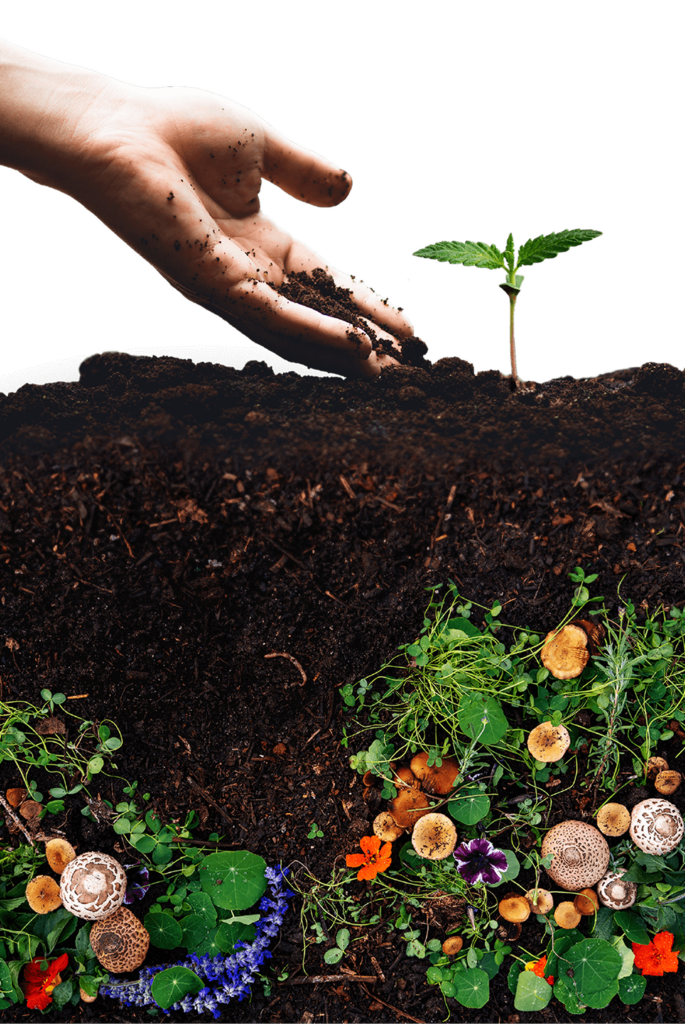 HomePage - Superbly Green