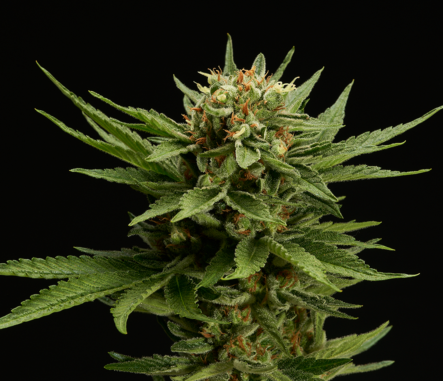 For Pharmacist - Superbly Green